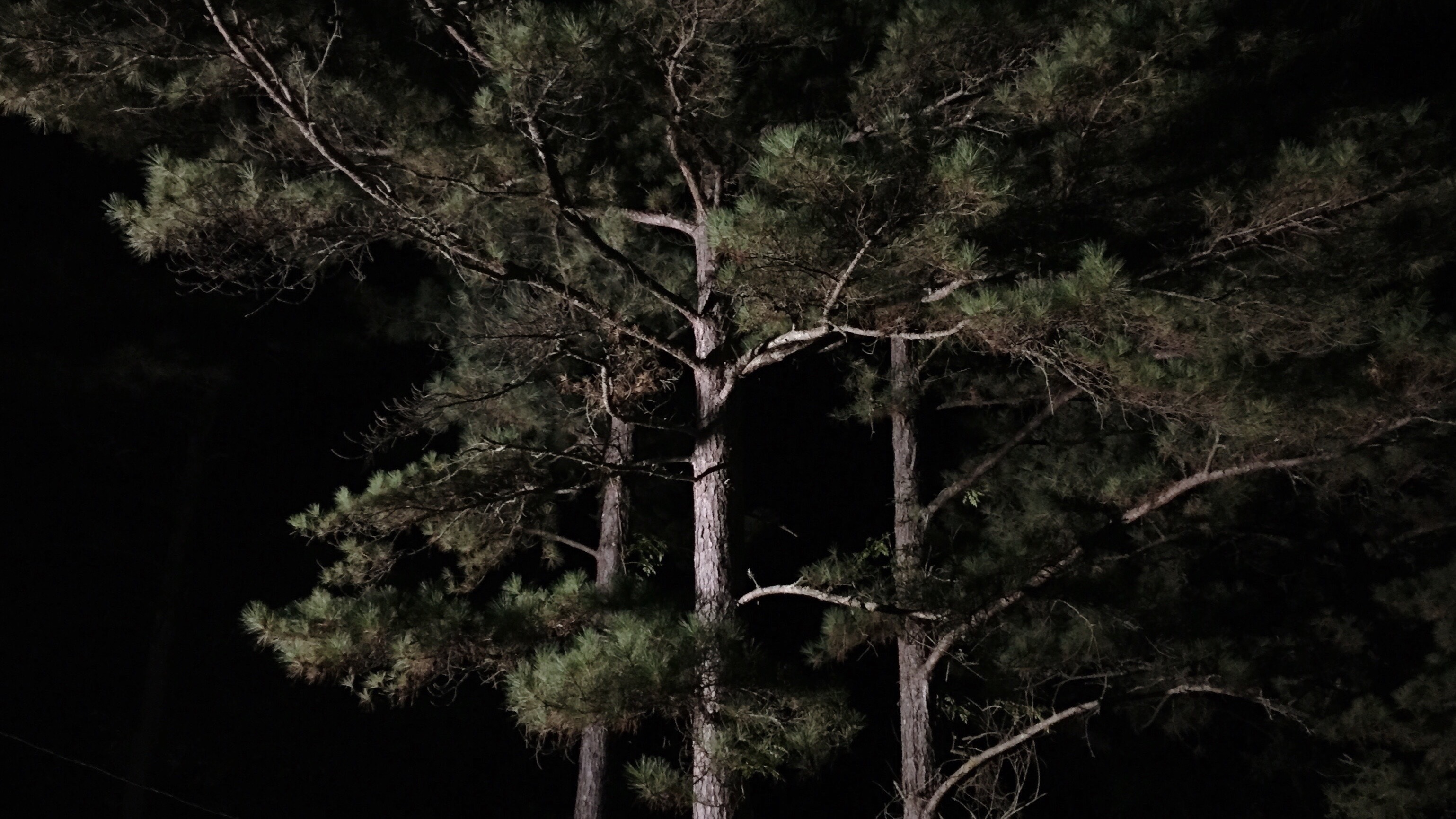 Loudmouth - DUSTIN LANE