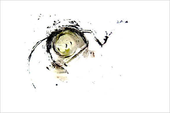 Adobe Design Achievement Awards - Sonja Zalar