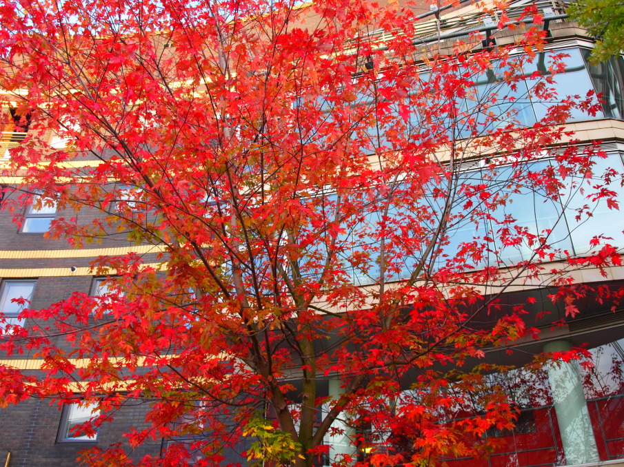 Formal Elements - College Photography Portfolio