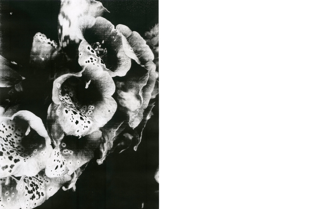 Flowers (Rite of Spring) 2018 - Matt Martin