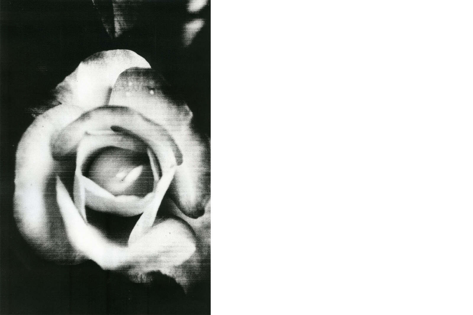 Flowers (Rite of Spring) 2018 - Matt Martin