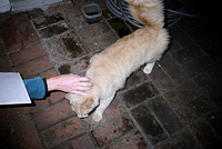 Ross Evertson, Photographs