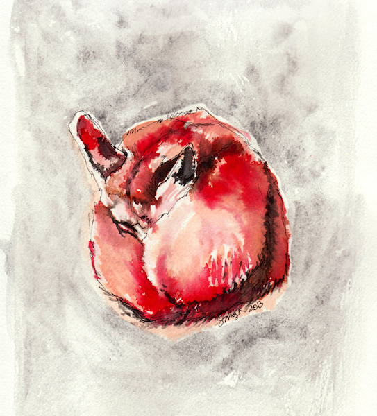 A N I M A L S & F L O W E R S - SMOG / Illustration