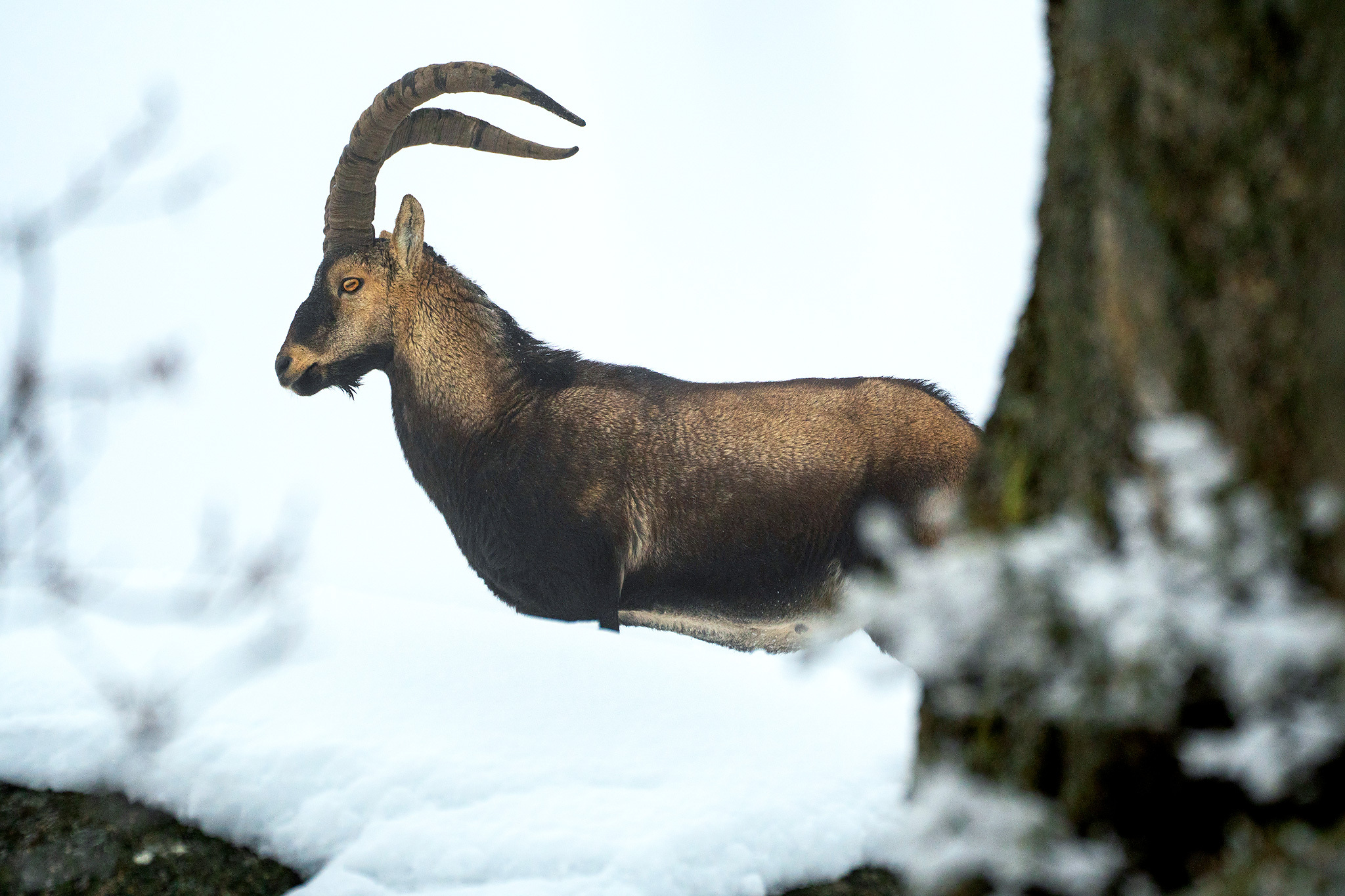 Capra pyrenaica - www.luis-ferreira.com