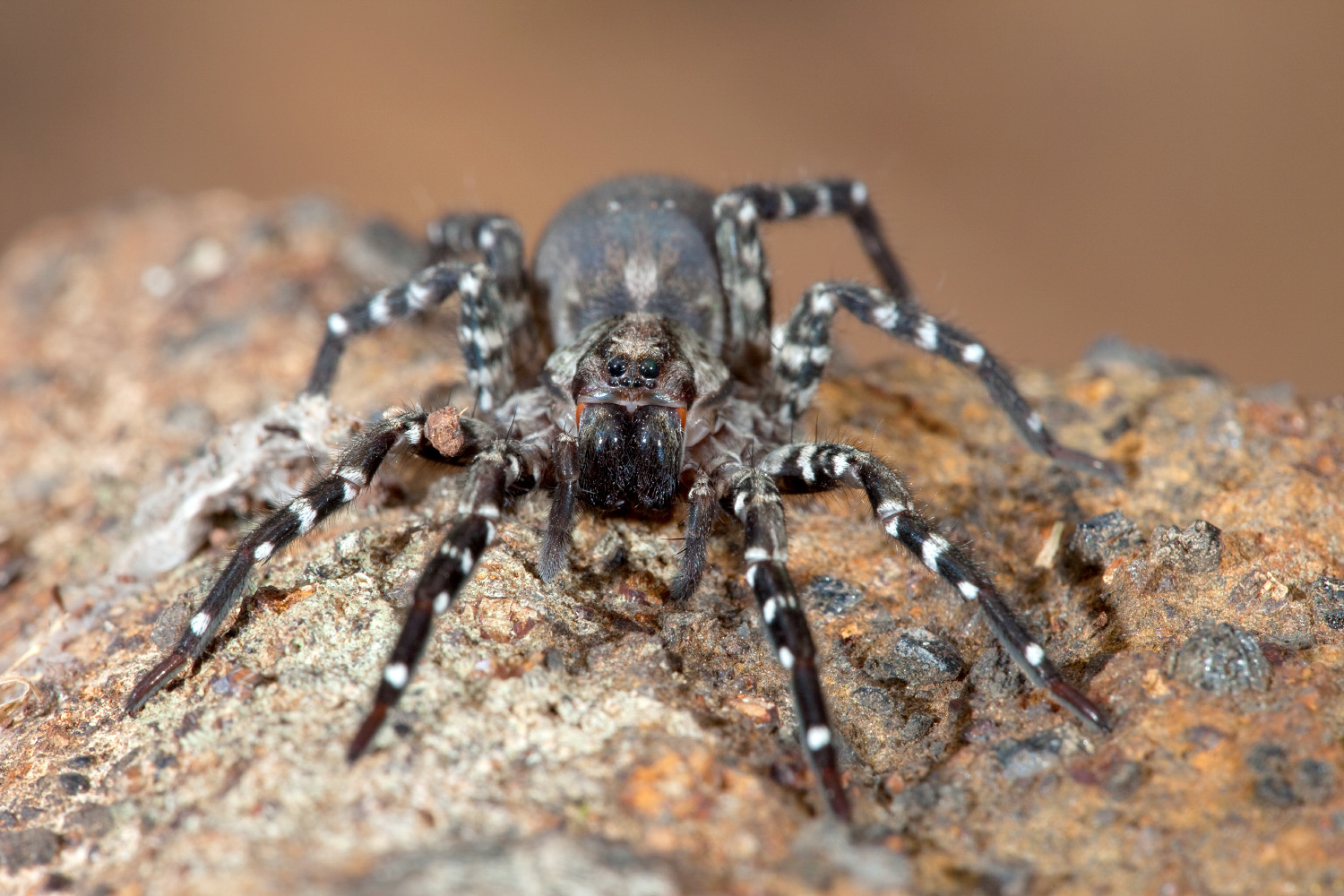 Endangered Deserta Spider - www.luis-ferreira.com