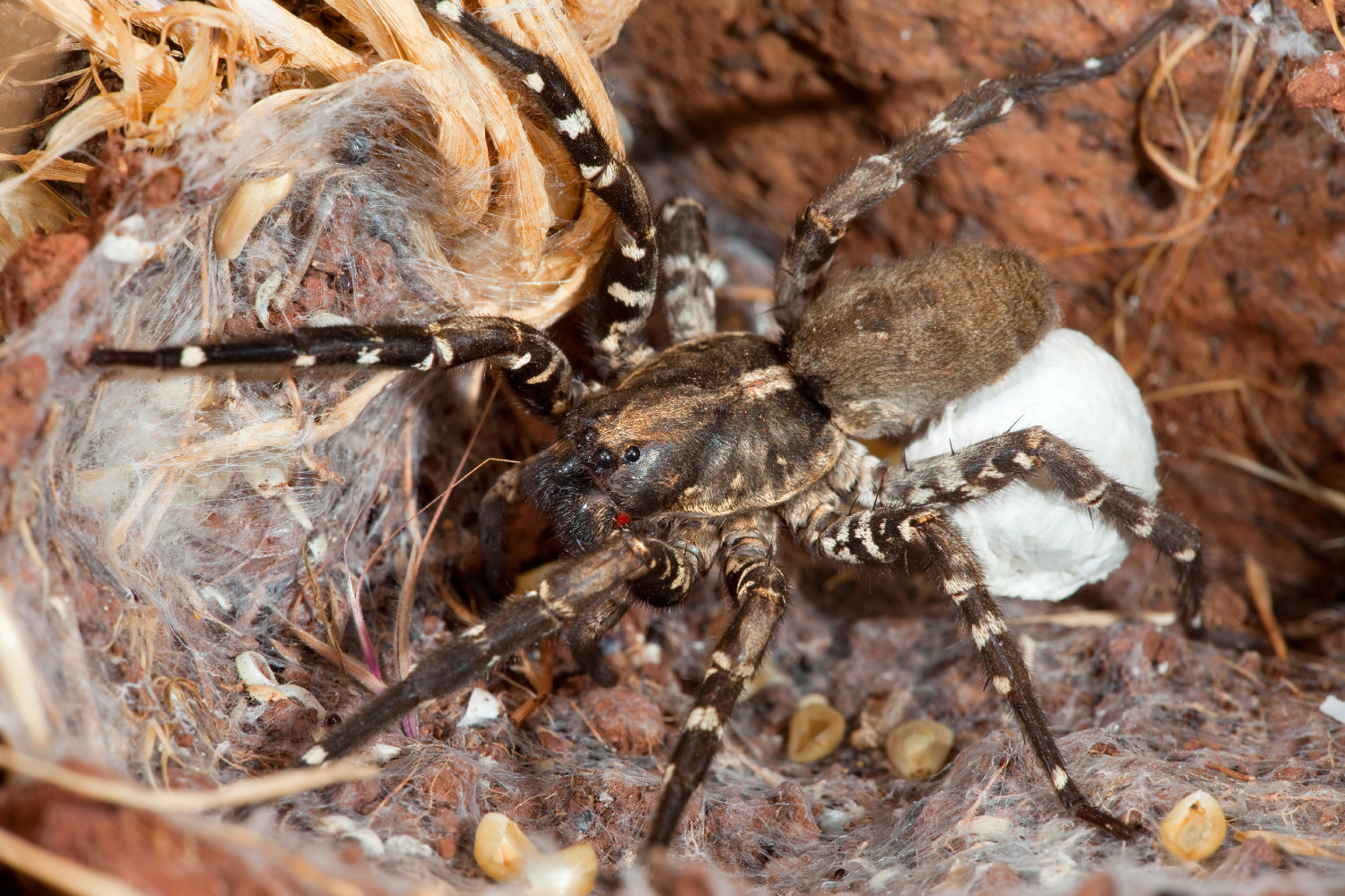 Endangered Deserta Spider - www.luis-ferreira.com