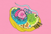 Crash Course - Biology - Amber Bushnell's Portfolio