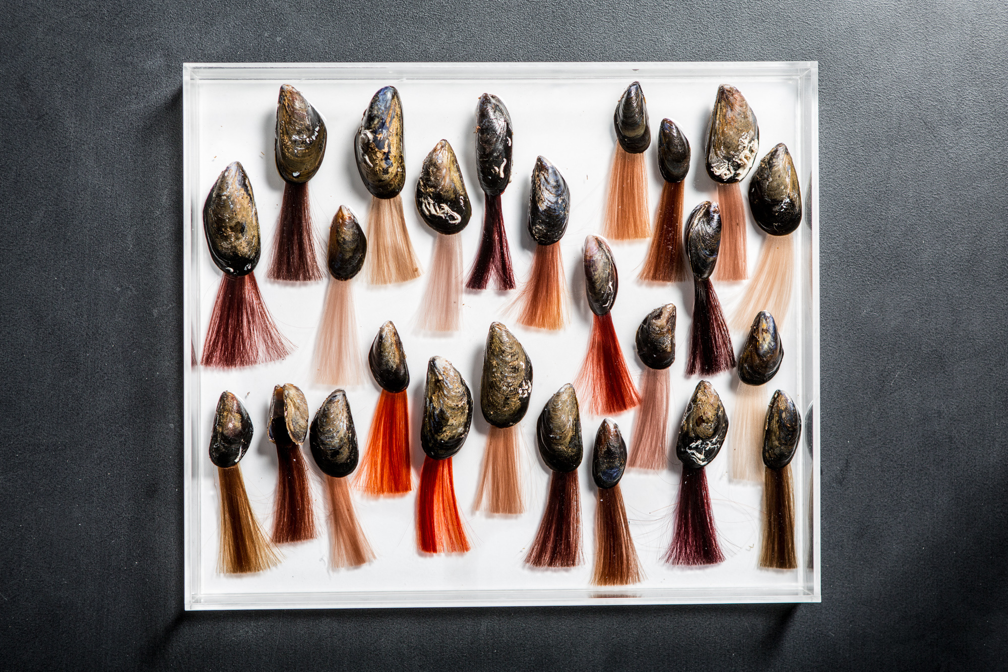 Hila Amram הילה עמרם