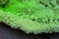 COLONY COLLAPSE DISORDER - Hila Amram