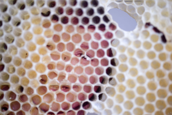 COLONY COLLAPSE DISORDER - Hila Amram