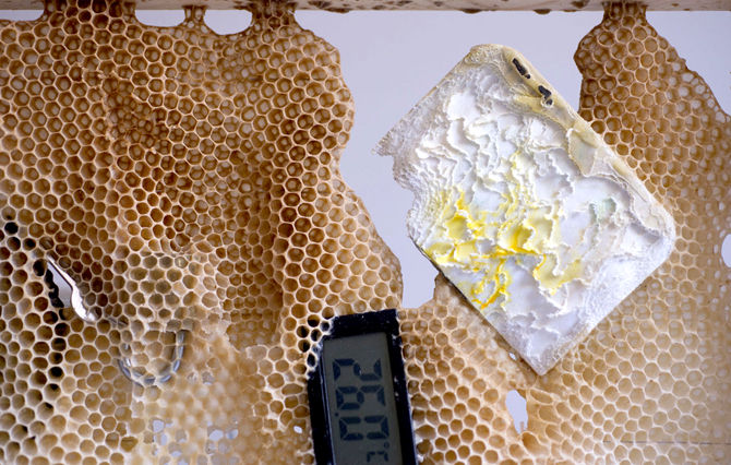 COLONY COLLAPSE DISORDER - Hila Amram