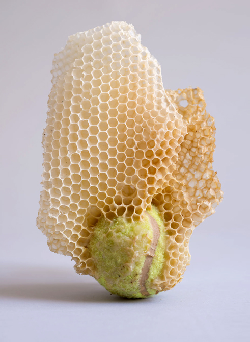 COLONY COLLAPSE DISORDER - Hila Amram