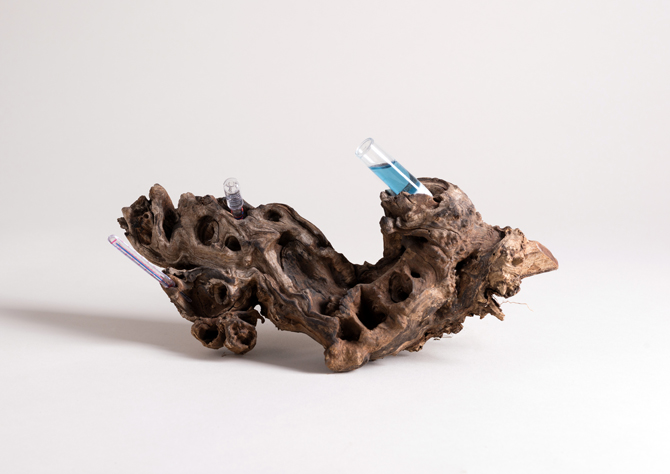 REGRESSIVE EVOLUTION - Hila Amram