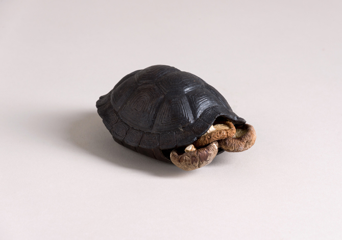 REGRESSIVE EVOLUTION - Hila Amram