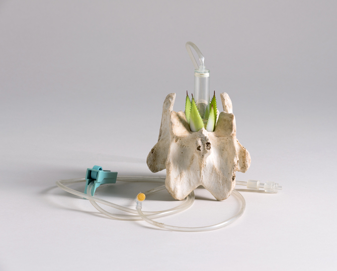 REGRESSIVE EVOLUTION - Hila Amram