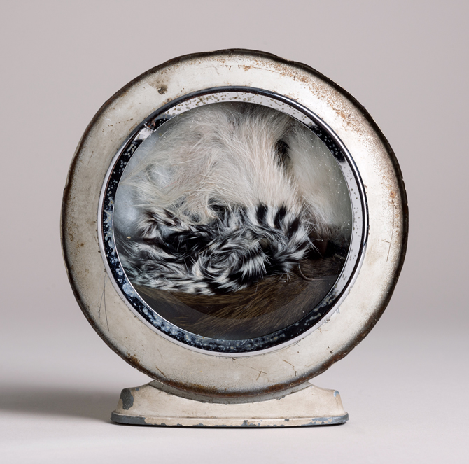 REGRESSIVE EVOLUTION - Hila Amram