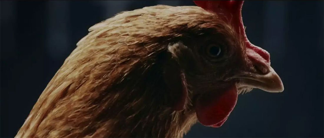 Mercedes Benz "Chicken" - Lukasz Brzozowski