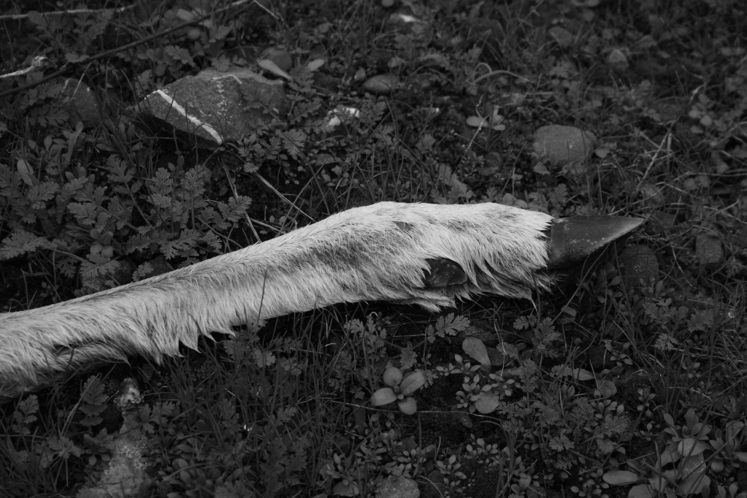 Decompose - Carly McLane Photography