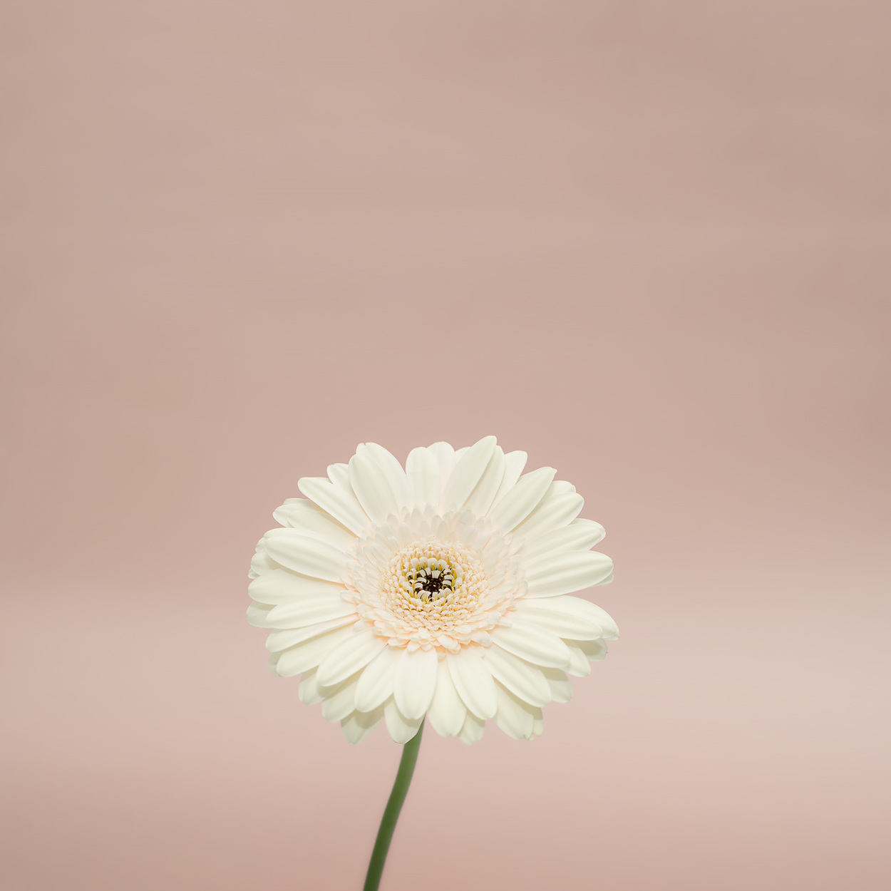 Flowers - Linus Lohoff — Art Direction