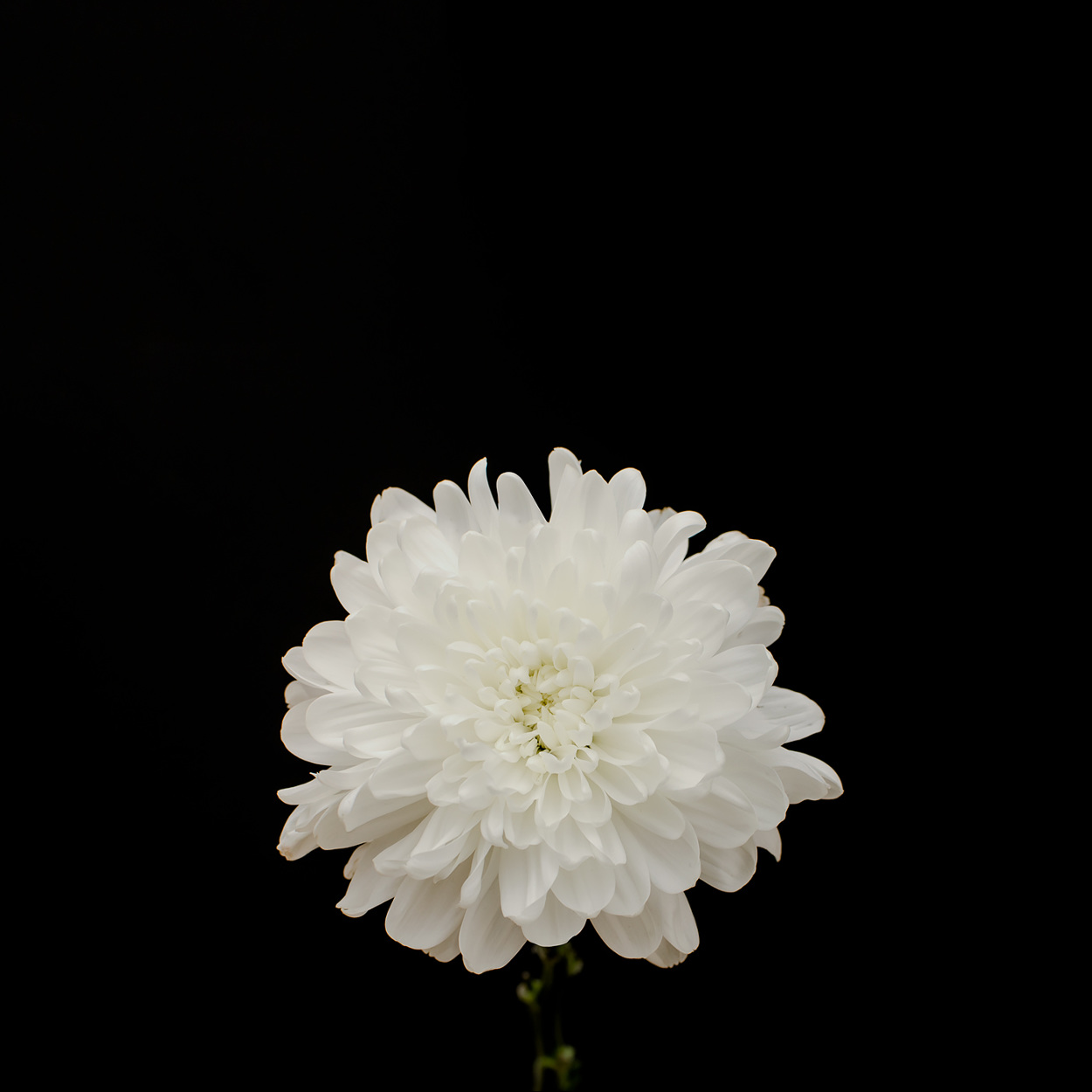 Flowers - Linus Lohoff — Art Direction