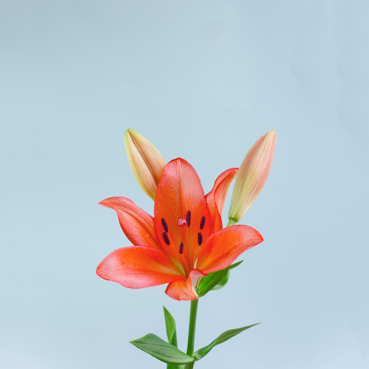 Flowers - Linus Lohoff — Art Direction