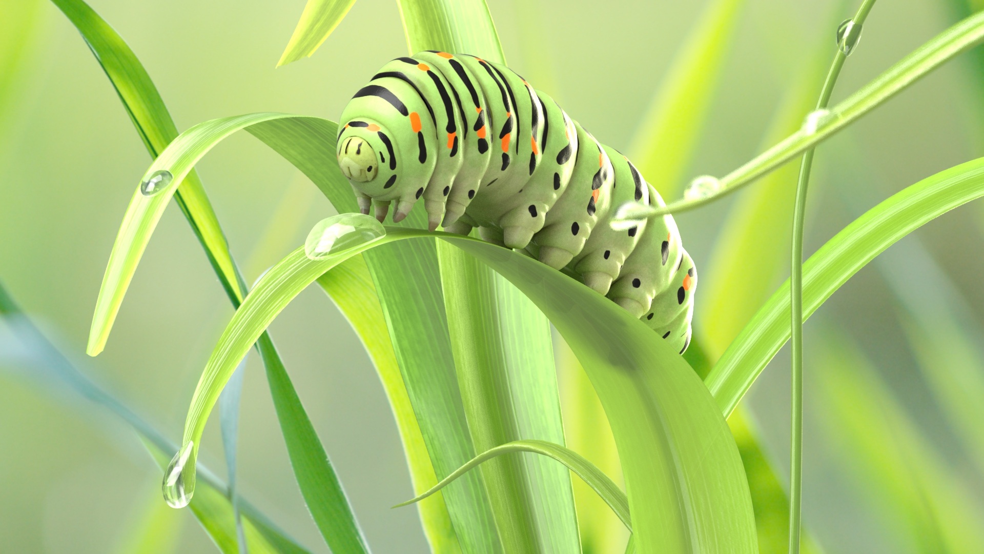 Catterpiller - Amanator