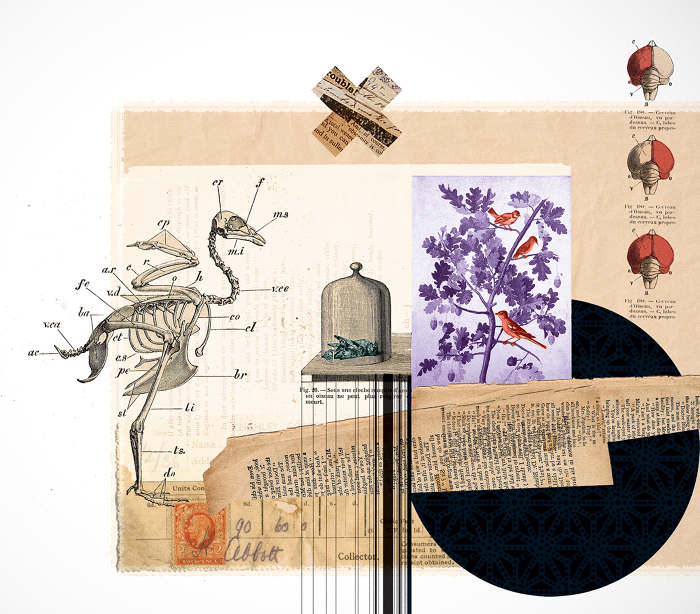 Orlagh Murphy Illustration