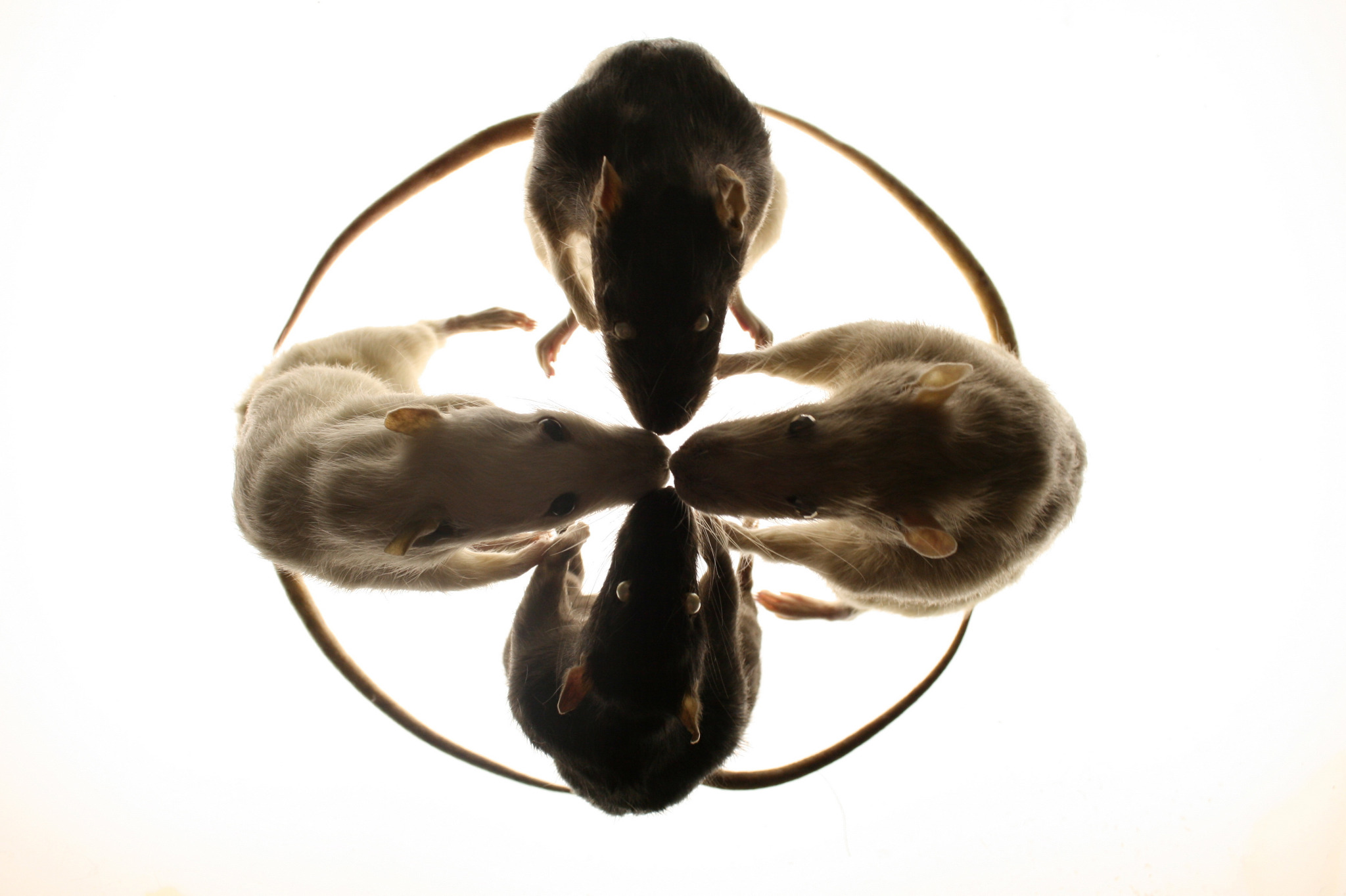 3:d - The Lost Fur : artwork of Meagan Jenigen