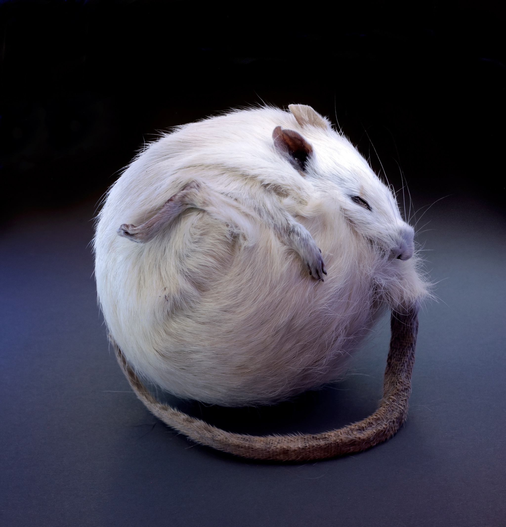 3:d - The Lost Fur : artwork of Meagan Jenigen