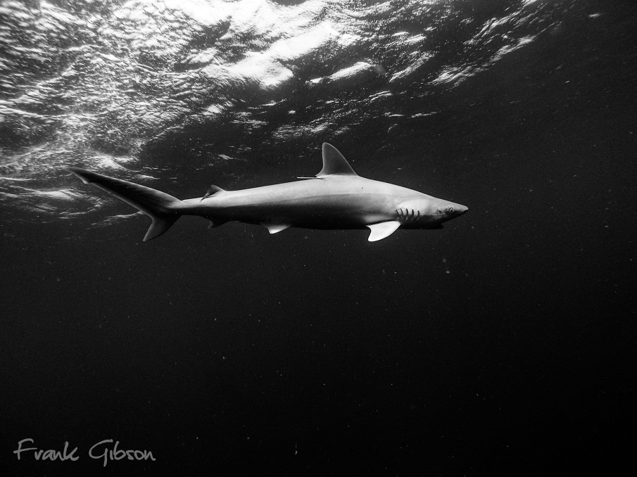 Sharks - Frank Gibson