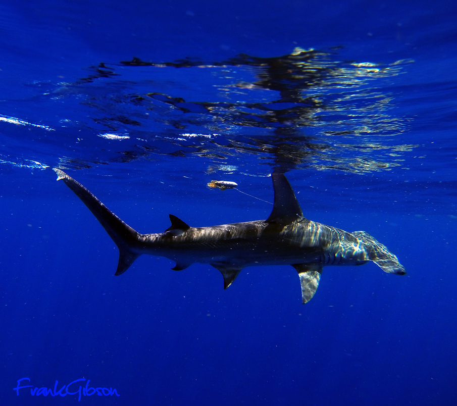 Sharks - Frank Gibson