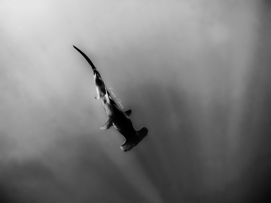 Sharks - Frank Gibson