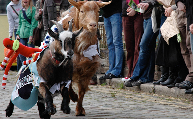 Oxford & Cambridge Goat Race - Cookie