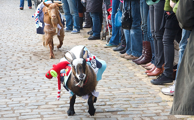 Oxford & Cambridge Goat Race - Cookie