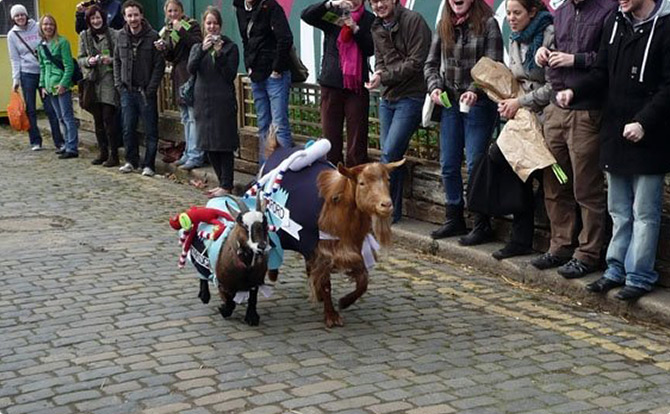 Oxford & Cambridge Goat Race - Cookie