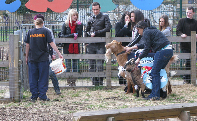 Oxford & Cambridge Goat Race - Cookie
