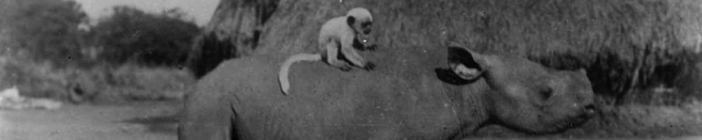 Introduction to Rhinoscript - algorithmic design