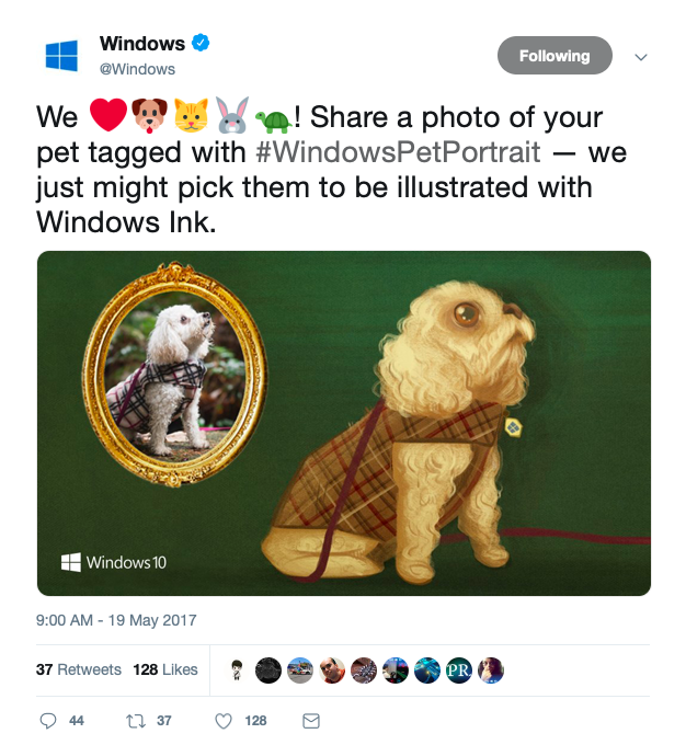 Windows Pet Portraits - Get Crisp