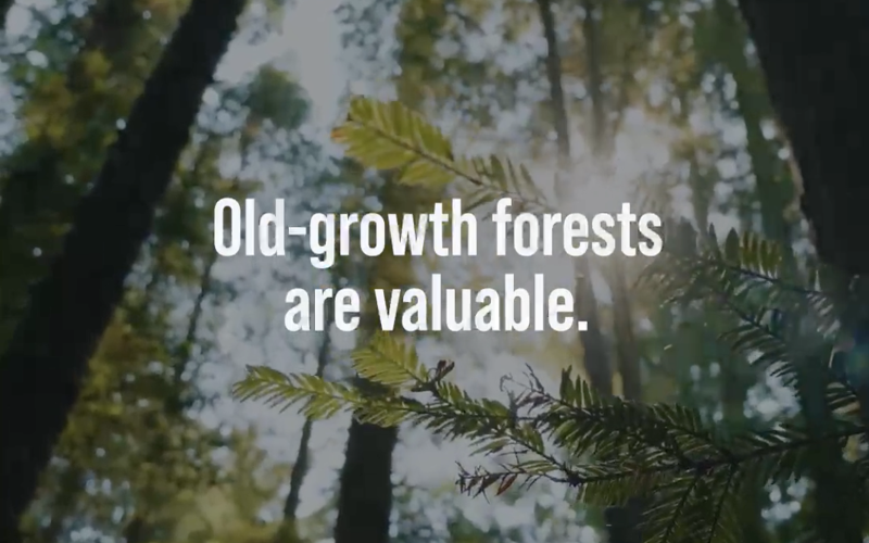 Old Growth Forests - Steve Mann Design