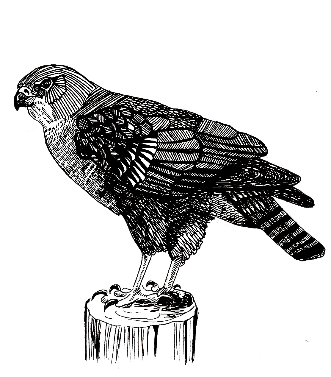 Drawings - Sian Beeton illustration & design.