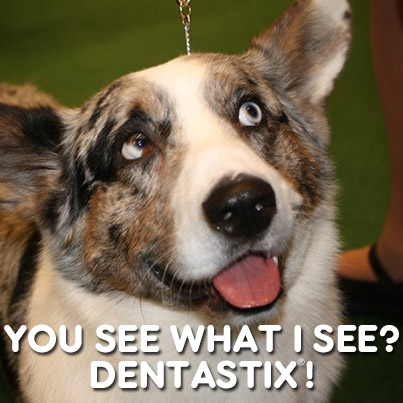 Pedigree - Pet memes - steven schroth copywriter