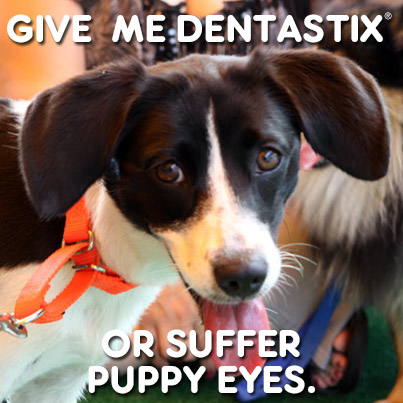 Pedigree - Pet memes - steven schroth copywriter