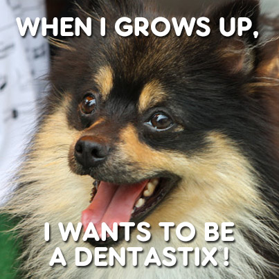 Pedigree - Pet memes - steven schroth copywriter