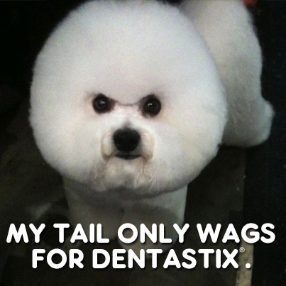 Pedigree - Pet memes - steven schroth copywriter