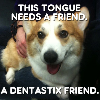 Pedigree - Pet memes - steven schroth copywriter