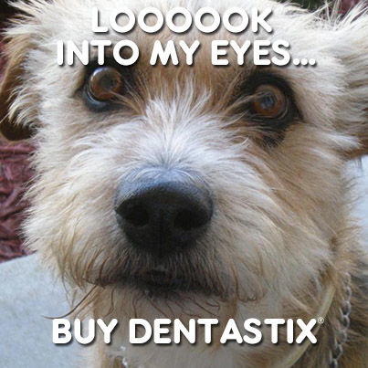 Pedigree - Pet memes - steven schroth copywriter