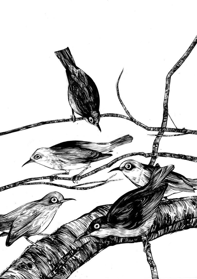 Ghosts of Gone Birds - thomas barwick