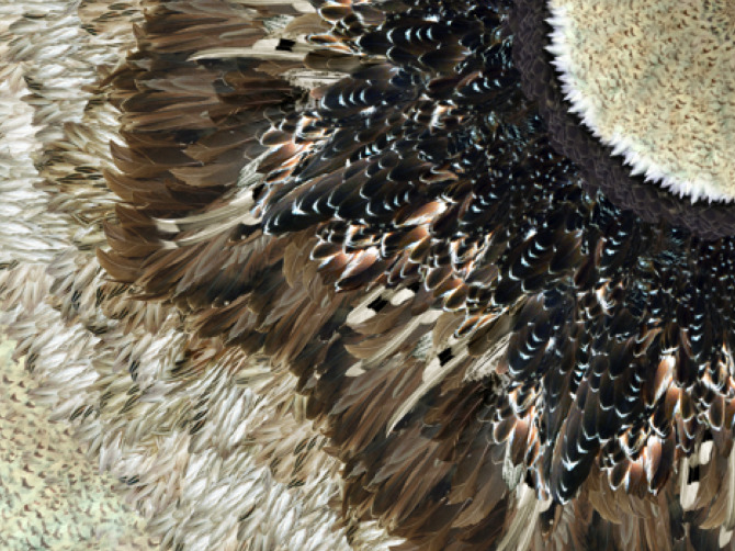 Alexander McQueen Feather Prints - Christopher Pearson