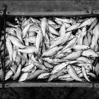 Tom Nicholson Photography