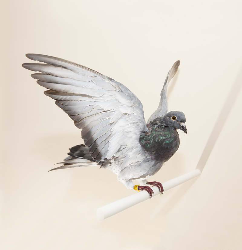 The Perfect Pigeon - giulia.garbin